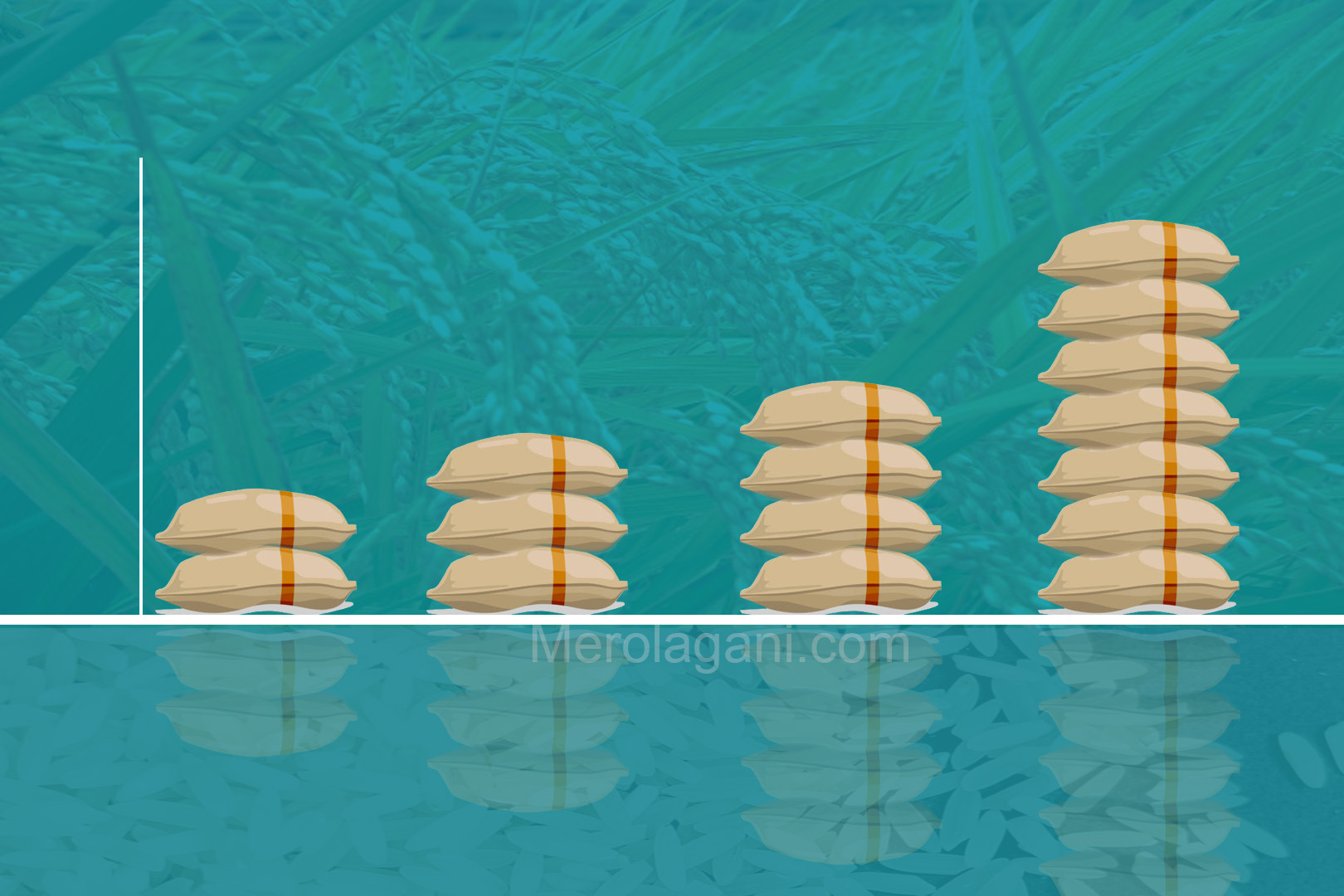 merolagani - चामल खाने मुख बढे, तर धानकाे उत्पादन बढेन, ५ महिनामा ...