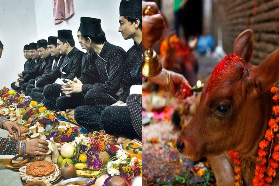 Gai Tihar Celebrations in Nepal | News Detail | ShareHub